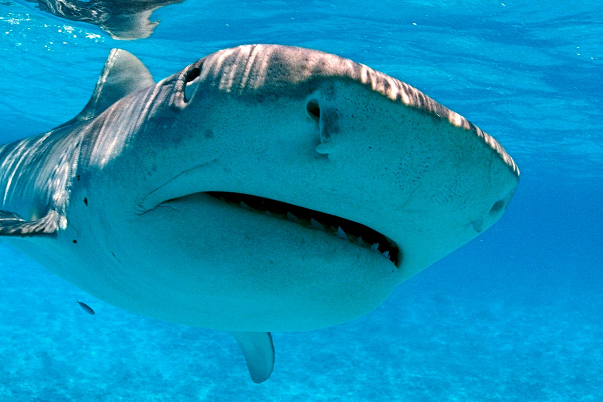 Shark attacks kayak off Hawaii coast in encounter caught on video - CBS News