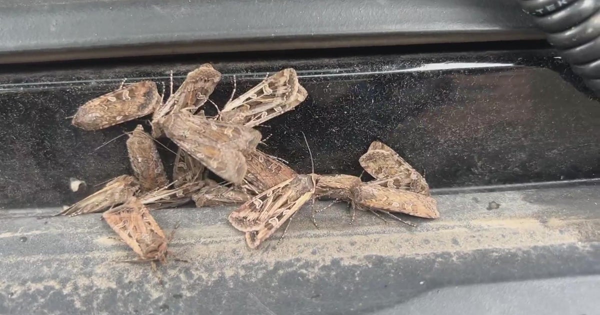 Miller moth season returns to Colorado as the harmless bugs migrate ...