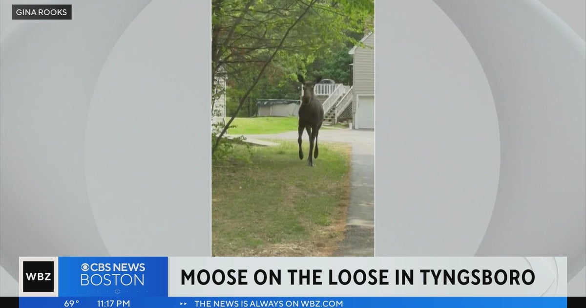 Moose on the loose in Tyngsboro - CBS Boston