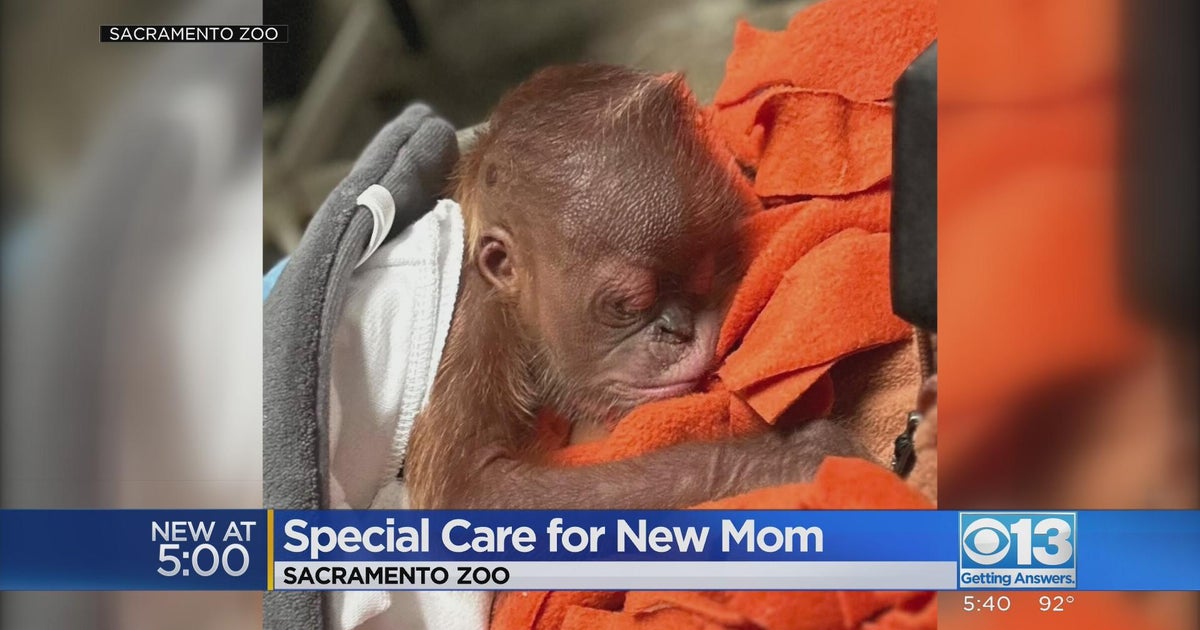 Baby orangutan gets special care at Sacramento Zoo - CBS Sacramento