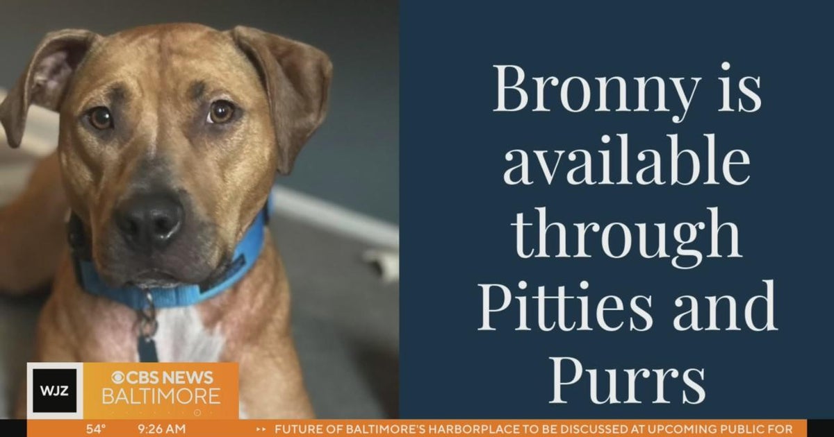 Furever Home: Meet Bronny, an easygoing dog with a heart of gold - CBS ...