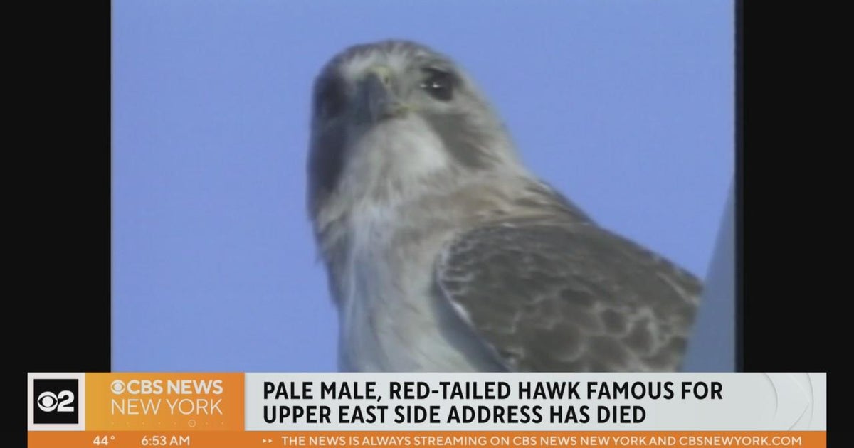 Pale Male, hawk that made headlines in 2004, dies - CBS New York