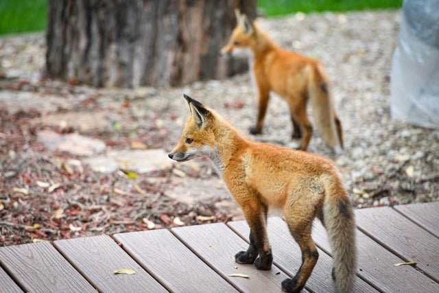 Baby Fox Cubs