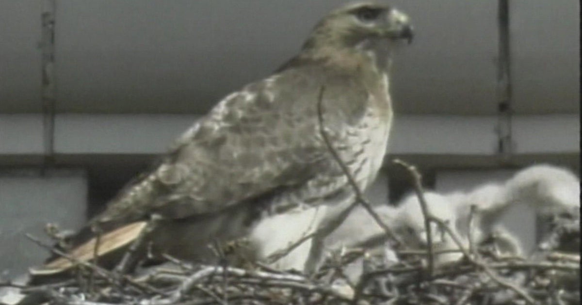 Pale Male, red tailed hawk that made headlines in 2004, has died - CBS ...