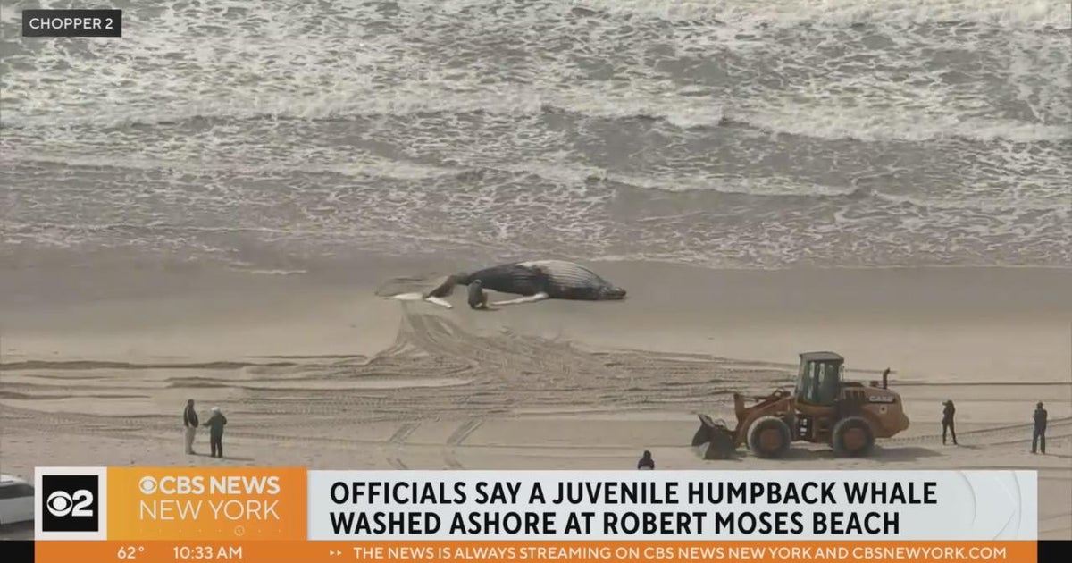 Humpback whale washes ashore at Robert Moses Beach - CBS New York