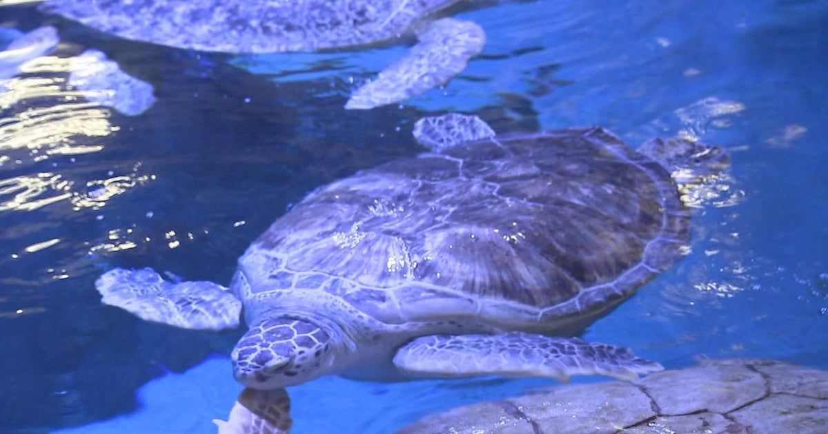 Adventure Aquarium program aims to save sea turtles - CBS Philadelphia