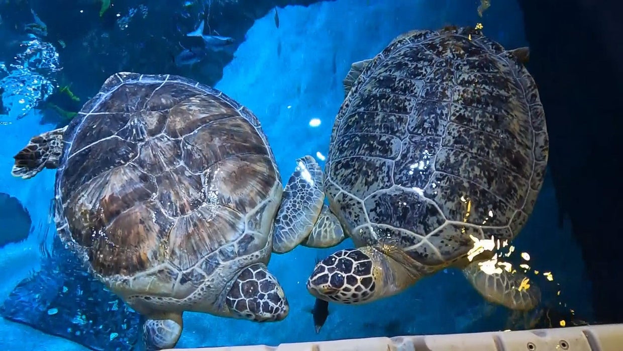 Adventure Aquarium program aims to save sea turtles - CBS Philadelphia