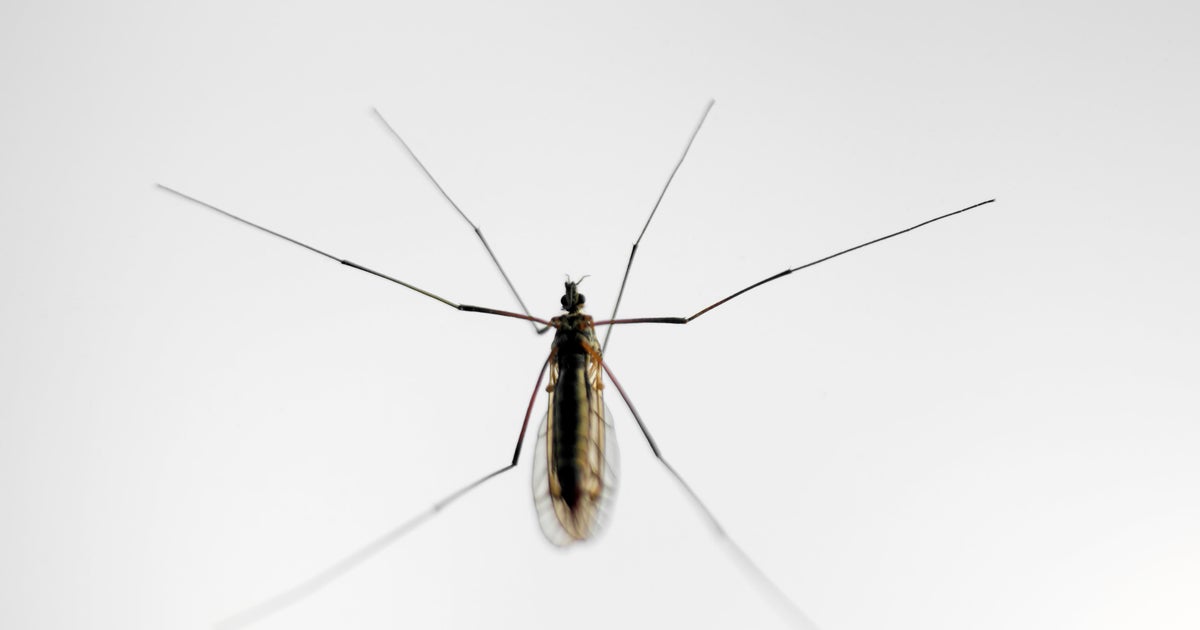 Swarm of midges around Lake Erie seen on weather radar - CBS Pittsburgh