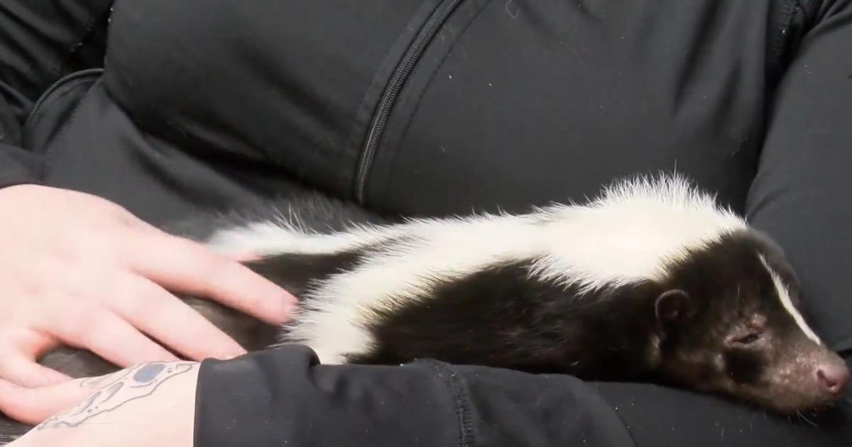 Dramatic rise in emotional support animals with more different types ...