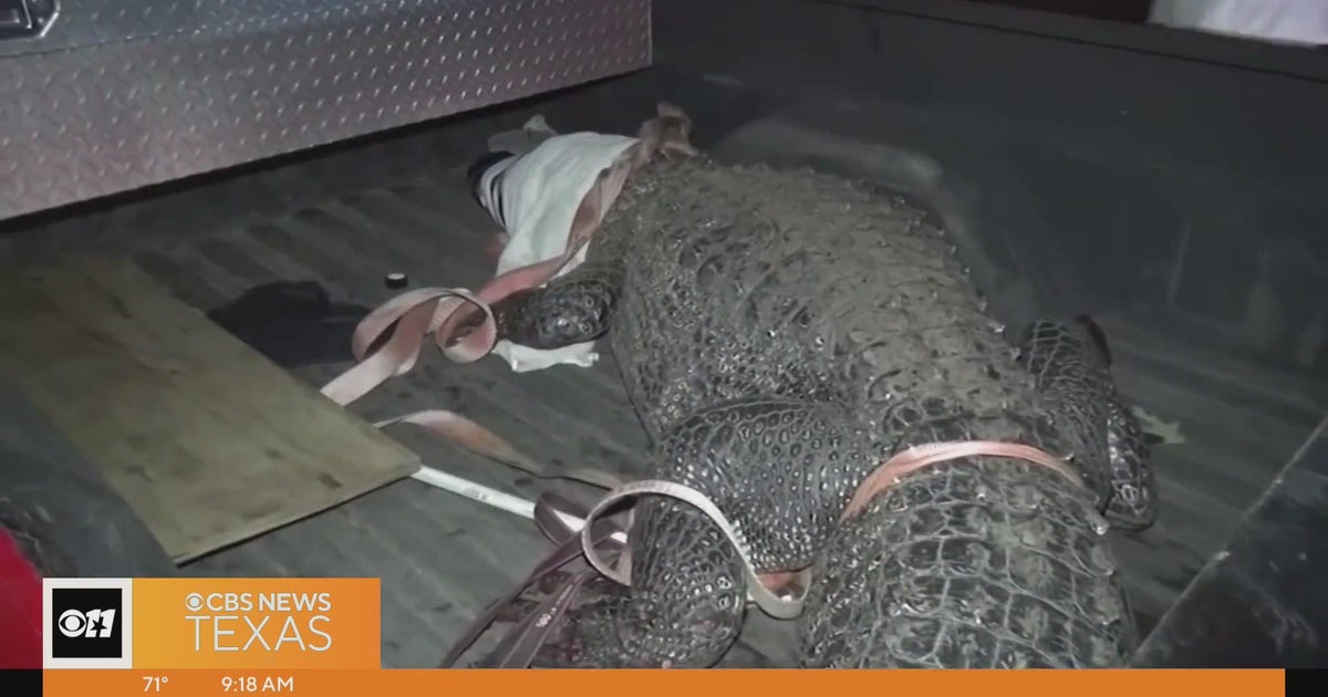 1200-pound gator wrangled in Texas neighborhood - CBS Texas