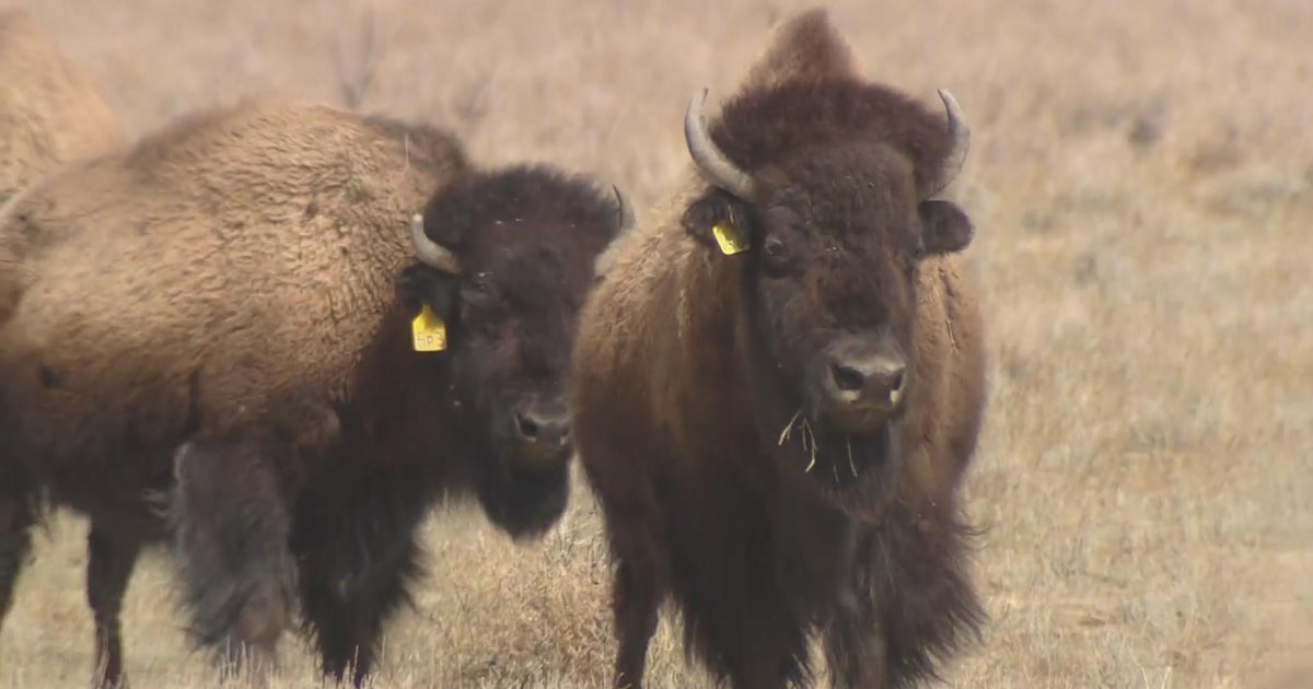 Bison population, with historic roots to Yellowstone, explodes in ...