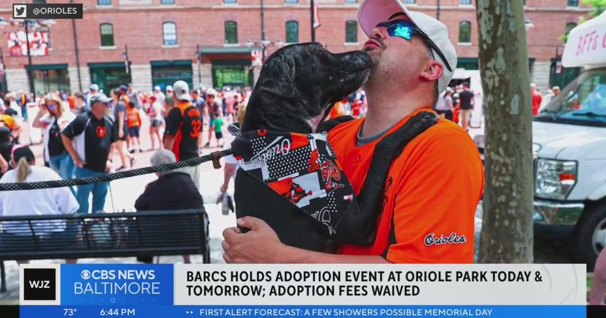 BARCS holds adoption event at Oriole Park - CBS Baltimore