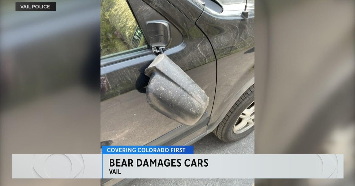 Bear damages several cars in Vail - CBS Colorado