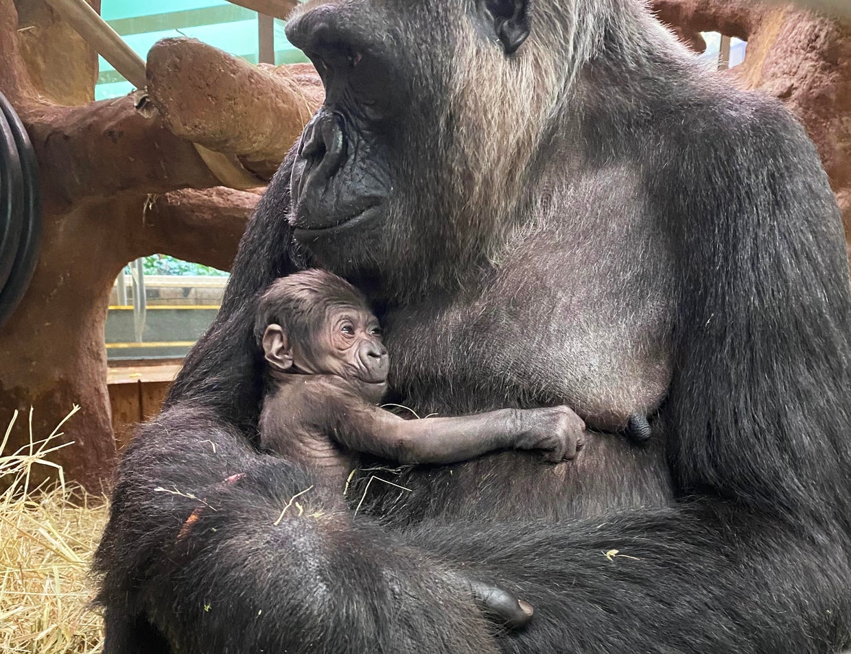 A baby gorilla was born at the National Zoo. See the photos of the ...