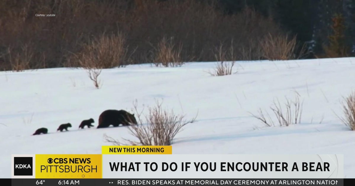 What to do if you encounter a bear - CBS Pittsburgh