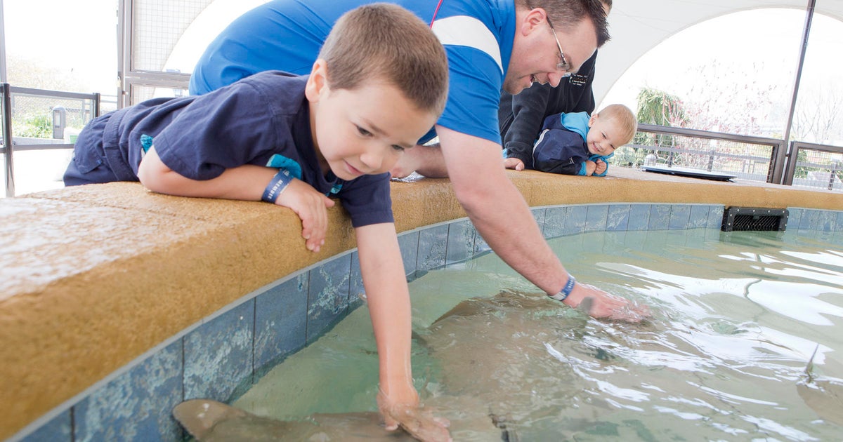 Stingray Touch returns to Shedd Aquarium - CBS Chicago