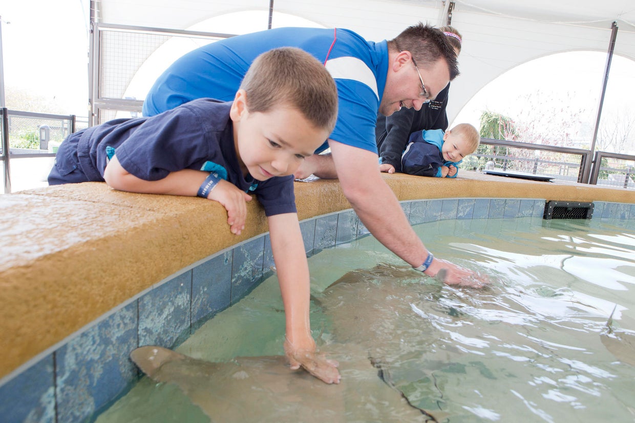 Stingray Touch returns to Shedd Aquarium - CBS Chicago