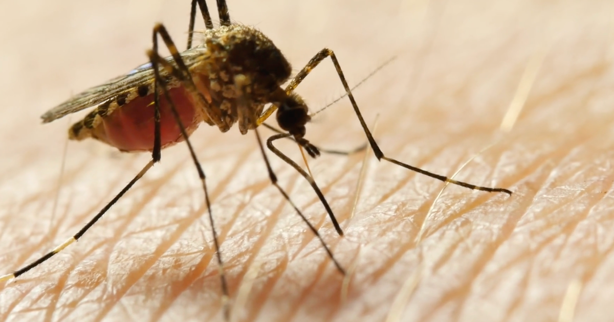 It's National Mosquito Week, tips to protect yourself - CBS Miami