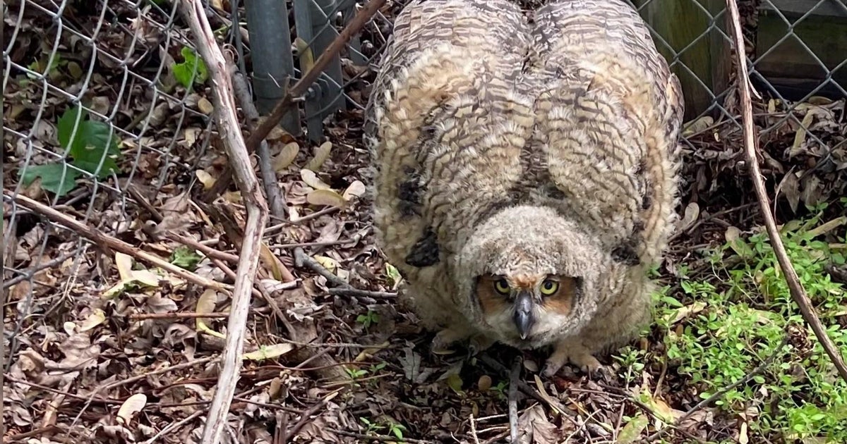 Baby owl rescued after getting stuck between fences in Bloomington ...
