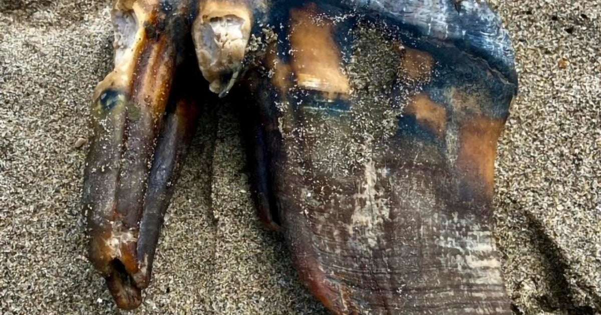 Woman walking on California beach finds ancient mastodon tooth - CBS ...