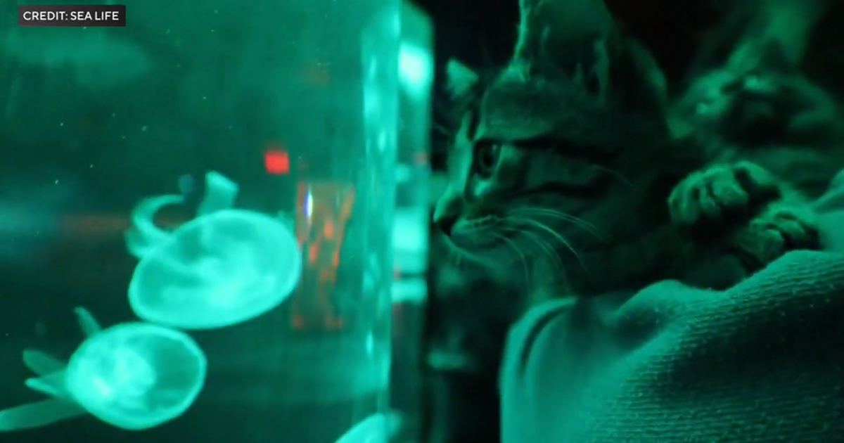 Kittens go on field trip to aquarium - CBS Minnesota