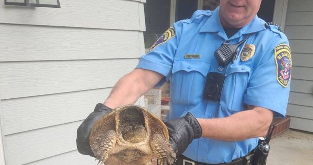 Bloomington homeowner wakes up to 20-pound snapping turtle on front ...