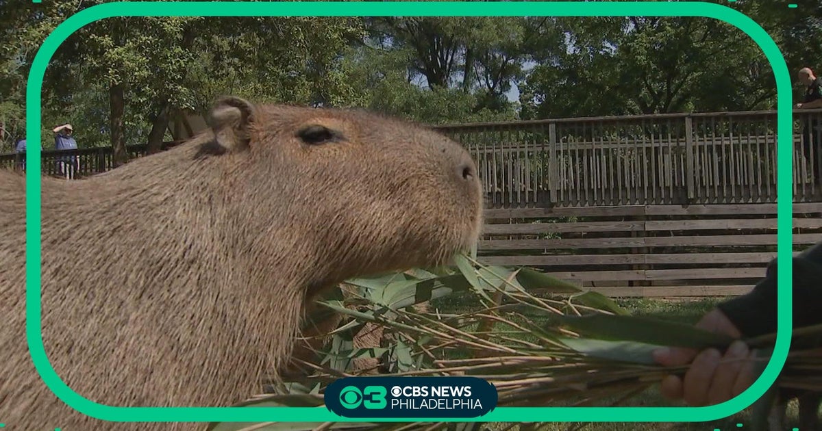 SummerFest 2023: Cape May County Zoo's capybara craze - CBS Philadelphia