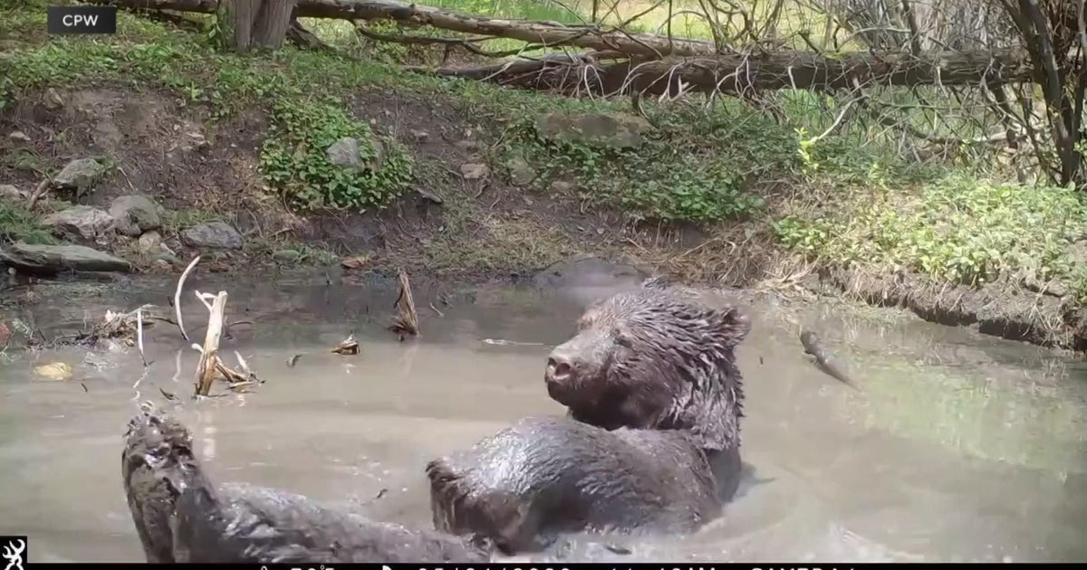 Bear captured bathing in a puddle in Roxborough State Park - CBS Colorado
