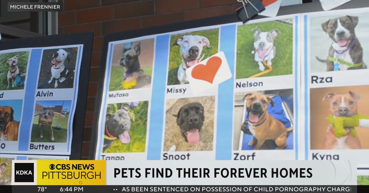 Pets find their 'forever homes' at adoption event in Pittsburgh - CBS ...