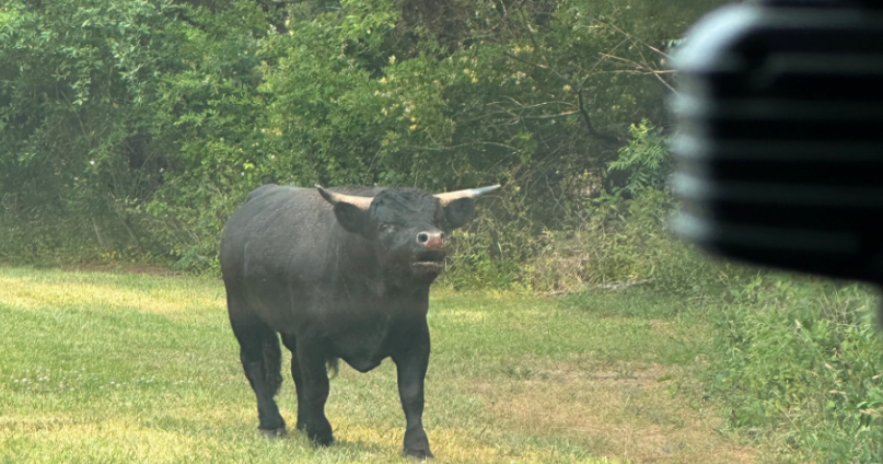 Loose bull reunited with owner in Galloway Township: police - CBS ...