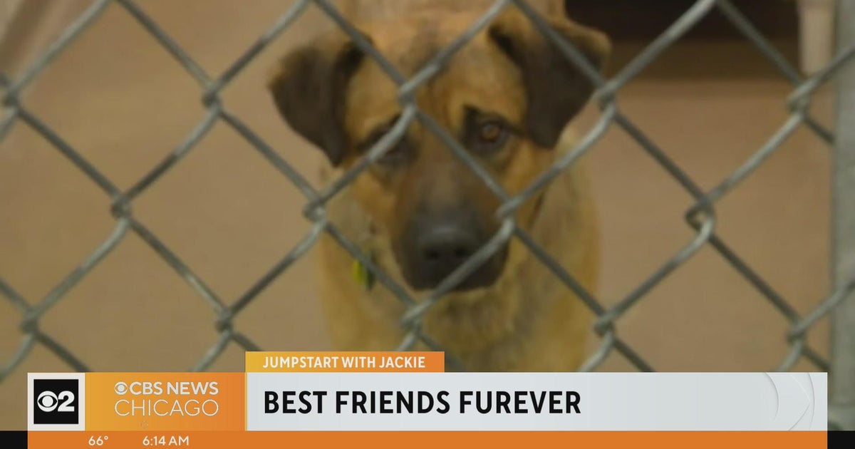 Jumpstart with Jackie: Dogs and Apple VR headset - CBS Chicago