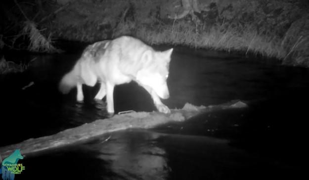 Newly-released video shows wolves "fishing" in northern Minnesota - CBS ...