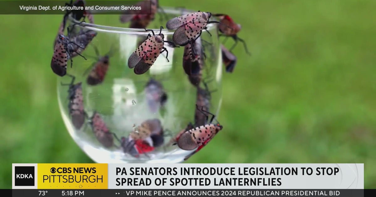 Pa. senators introduce bipartisan legislation to stop spread of spotted ...
