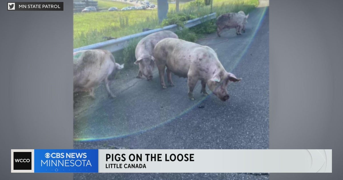 Pigs go on the lam after semi truck rolls over Friday morning - CBS Minnesota