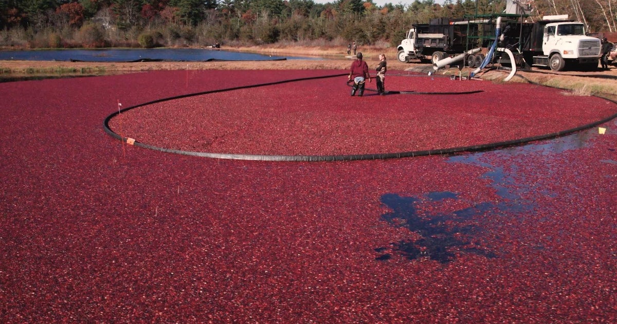 Harvesting cranberries at Fresh Meadows Farm in Carver - CBS Boston
