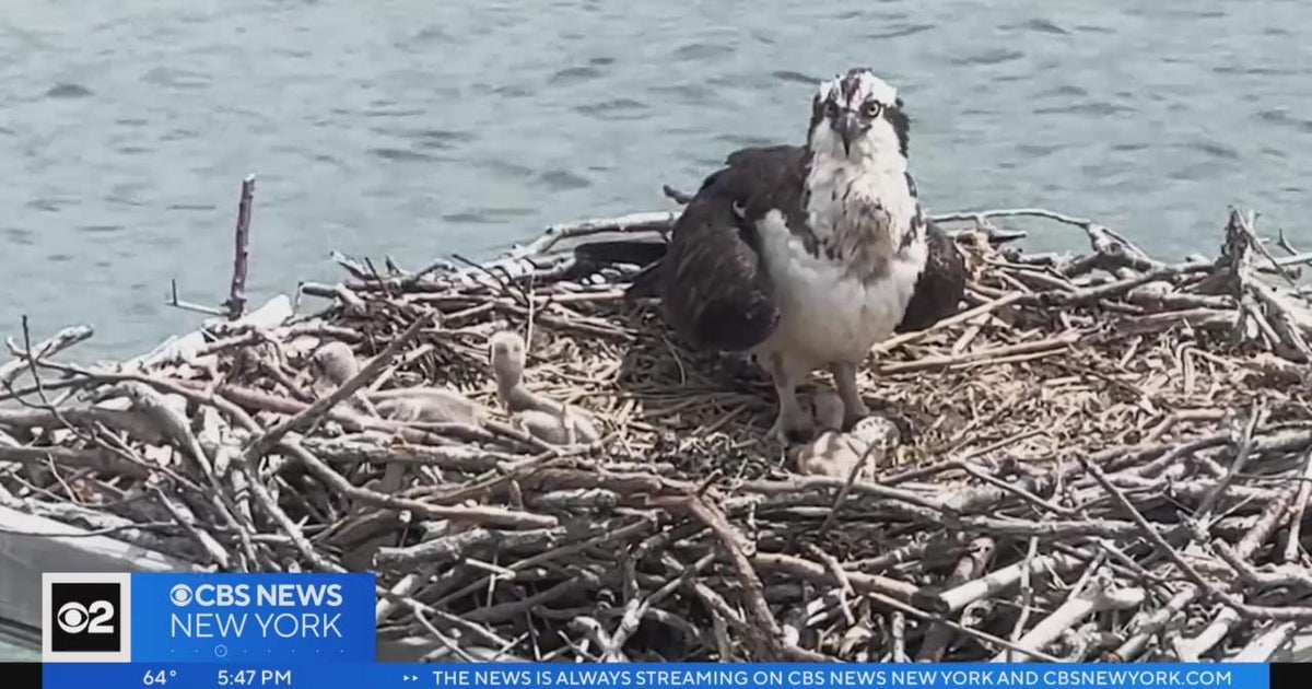Osprey chicks hatch in Huntington Lighthouse nest - CBS New York