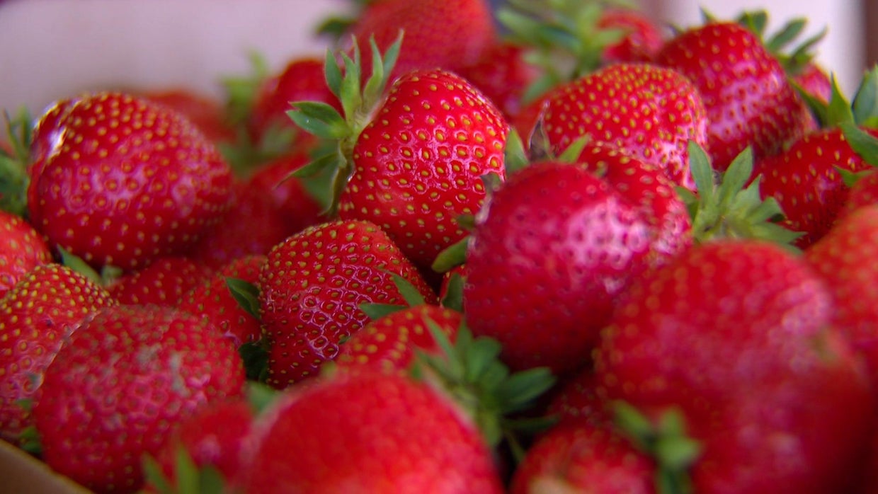 Minnesota strawberry grower destroys crop due to dry conditions - CBS ...