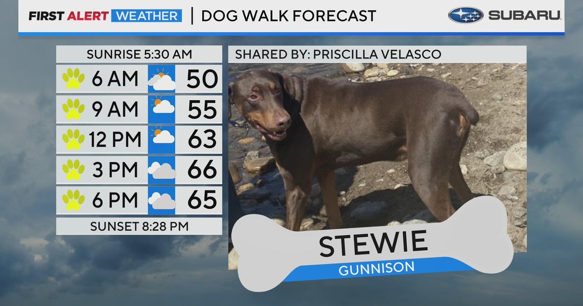 Stewie joins Dog Walk Forecast - CBS Colorado