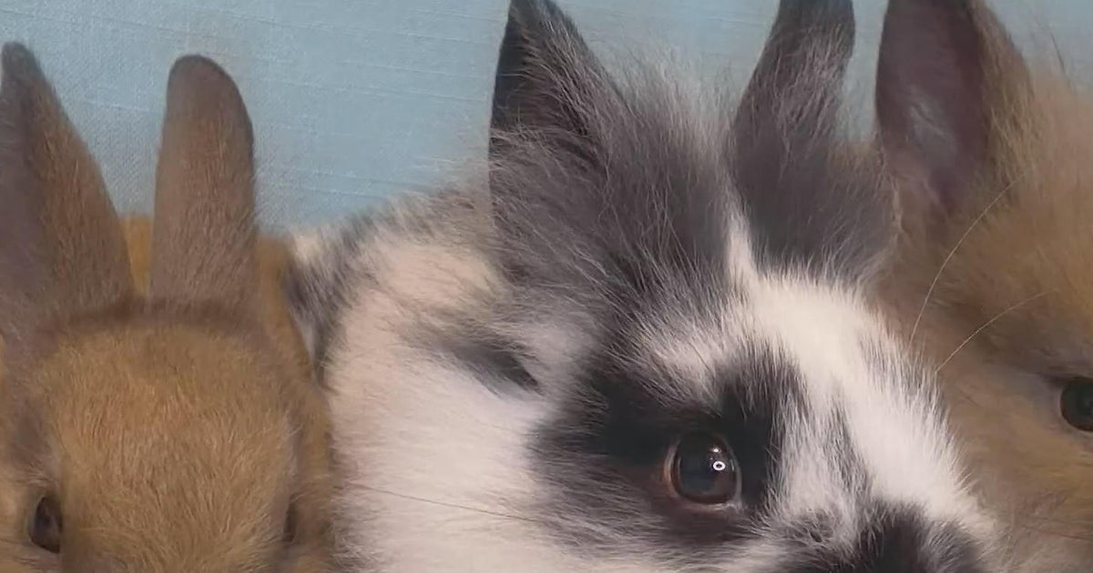 Shelter volunteers rescue baby rabbits from near Metra tracks in Rogers ...