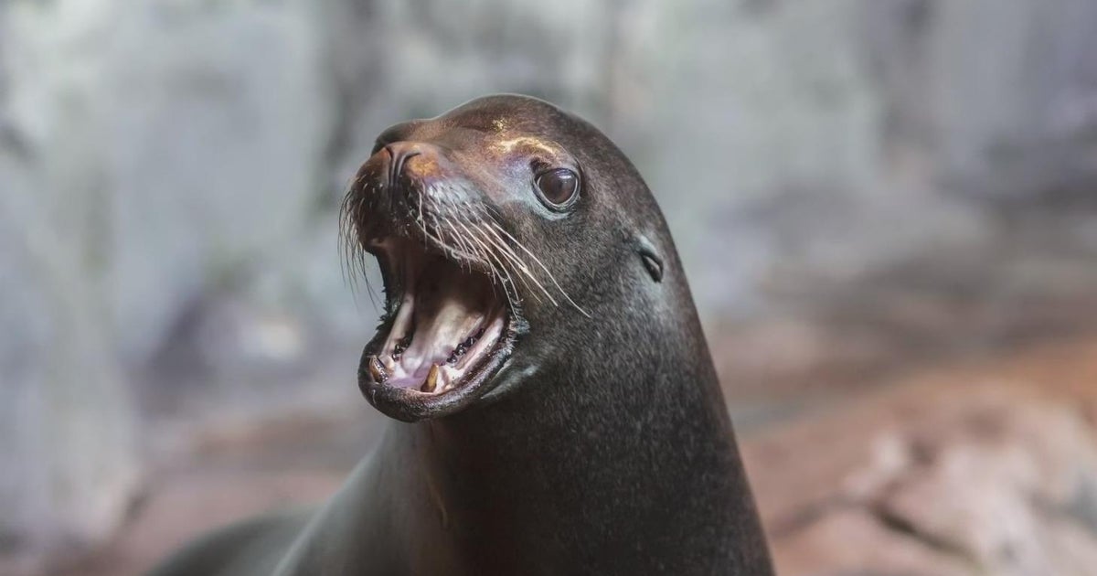 Sea Lion Encounter at the Shedd Aquarium - CBS Chicago