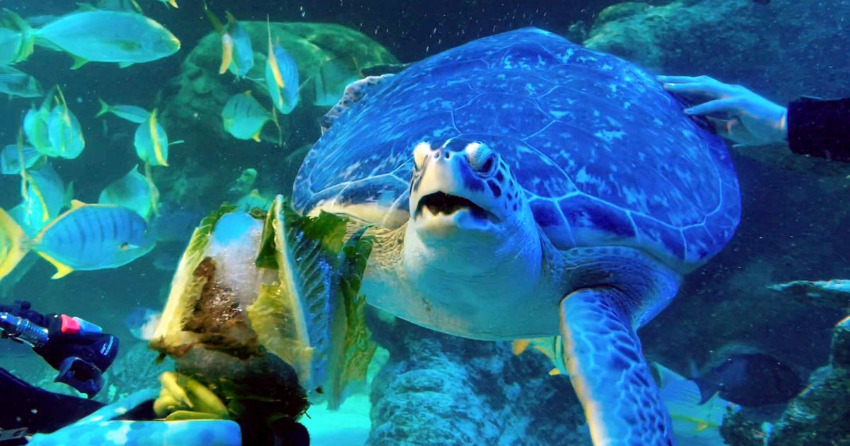 Rescued sea turtle living at Michigan aquarium celebrating 21st ...