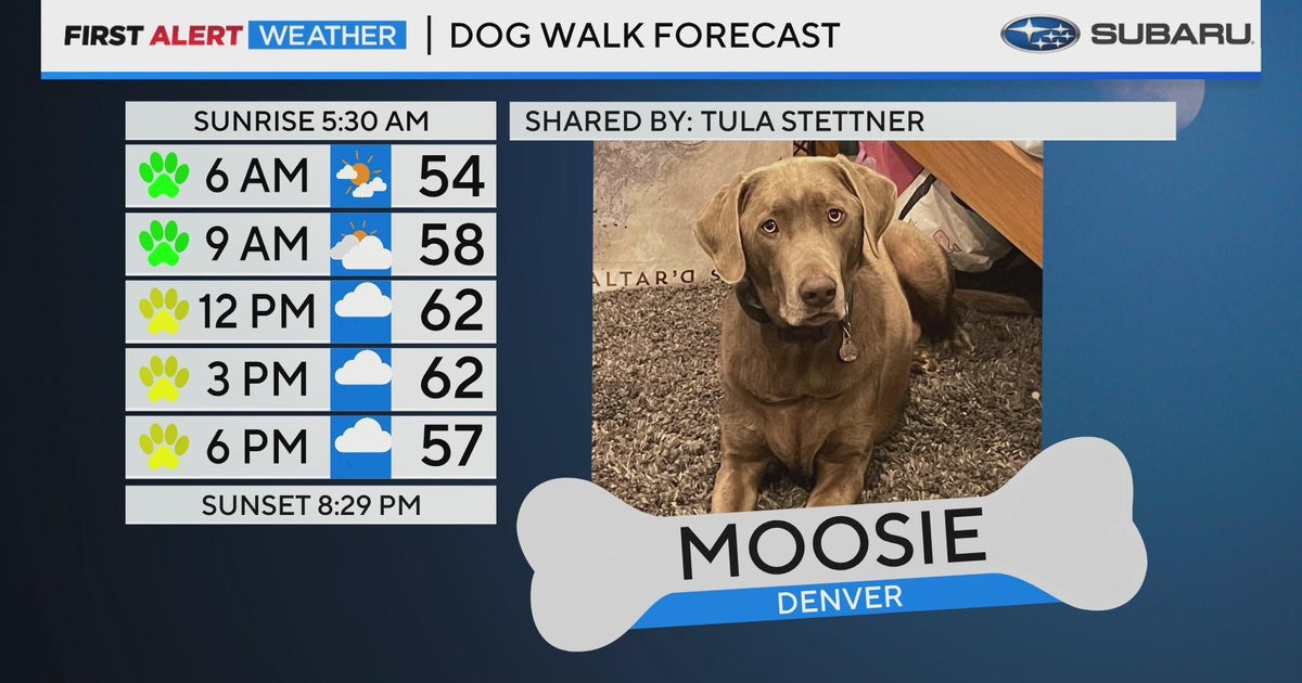 Moosie joins Dog Walk Forecast - CBS Colorado