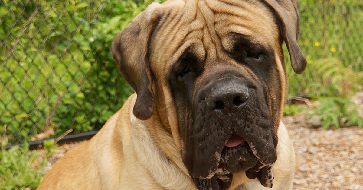 'Huge lug': 160-pound dog up for adoption in Scituate needs loving home ...