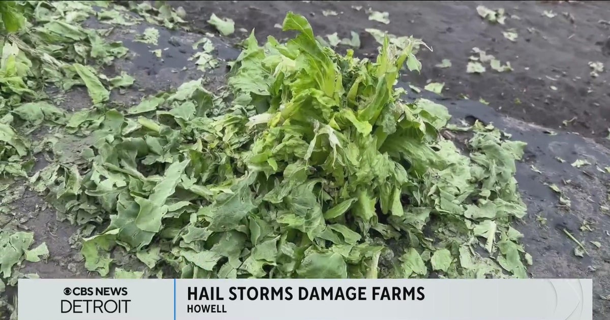 "Total devastation": One farm in Howell hit particularly hard by hail ...