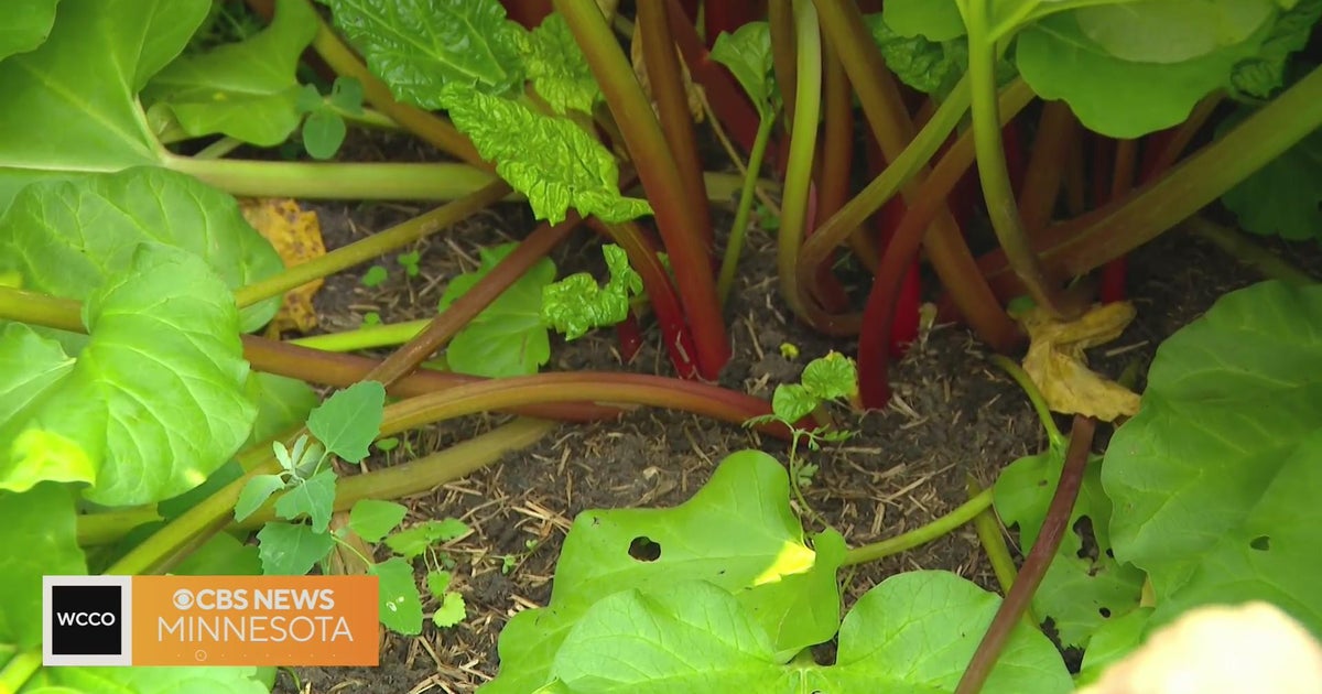 Some recipe tips from a 5th generation rhubarb farm - CBS Minnesota