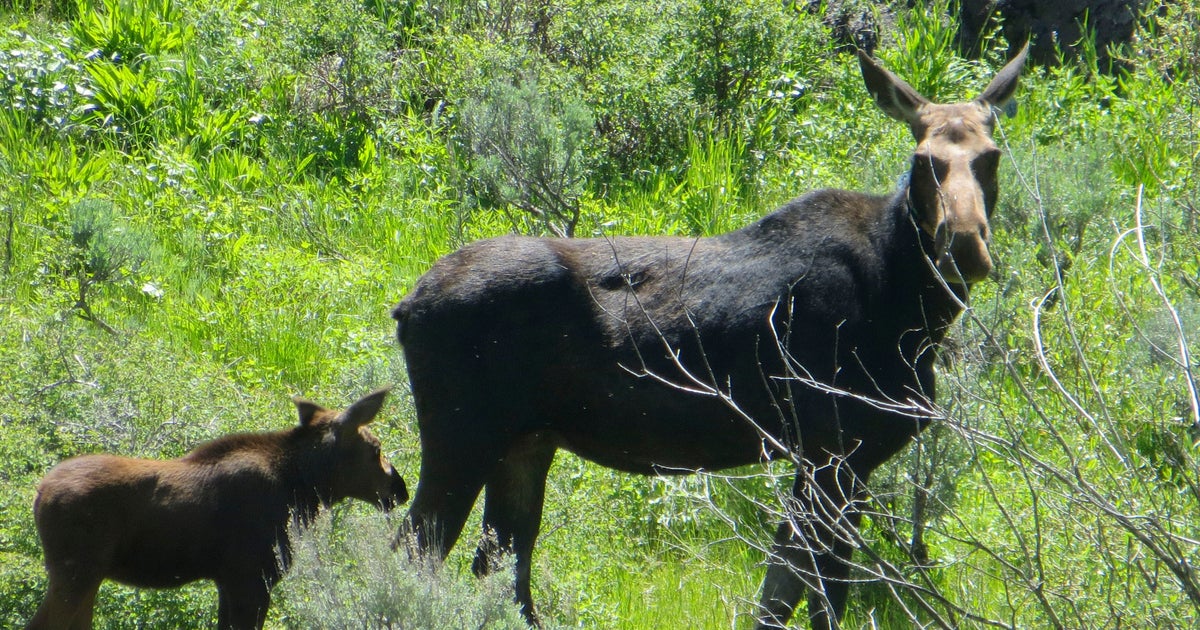 Colorado man stomped and injured by startled moose fired gun to scare ...