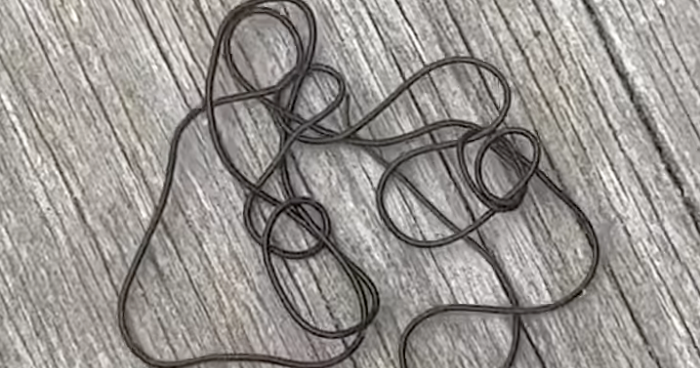 Video: Strange worm on shore of Mille Lacs Lake captures internet's ...
