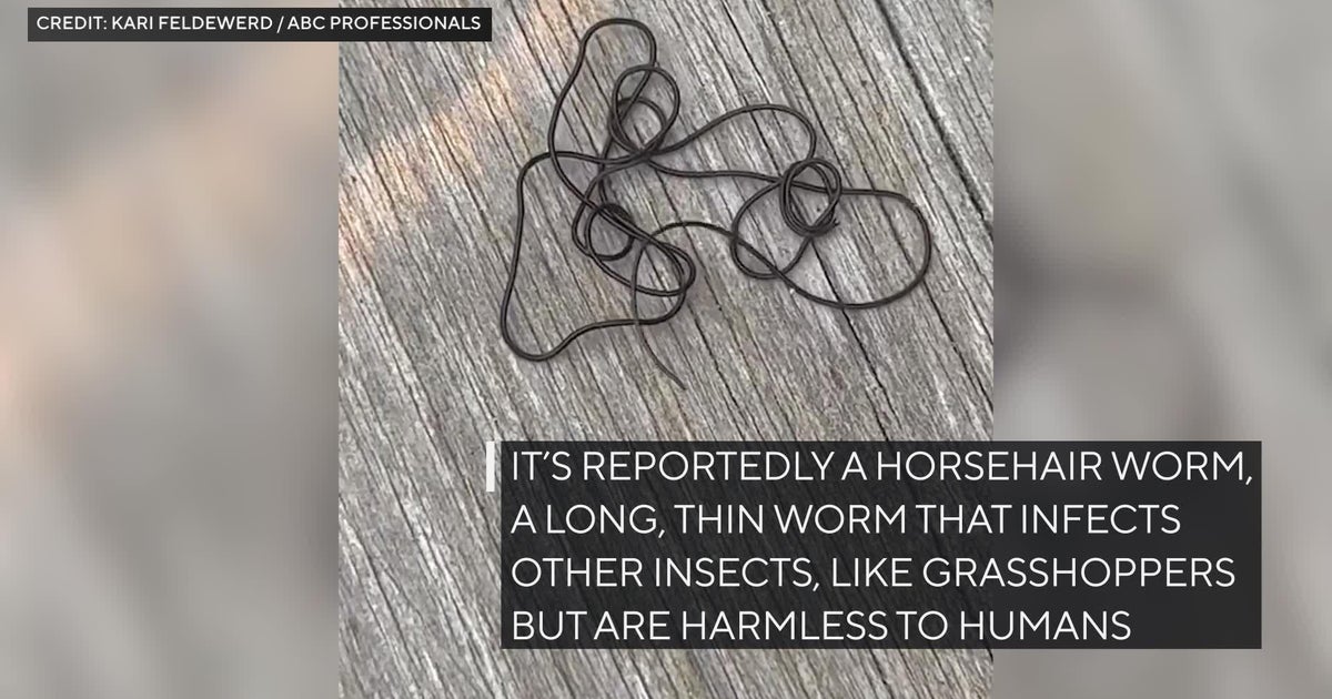 Strange worm spotted on shores of Mille Lacs Lake - CBS Minnesota