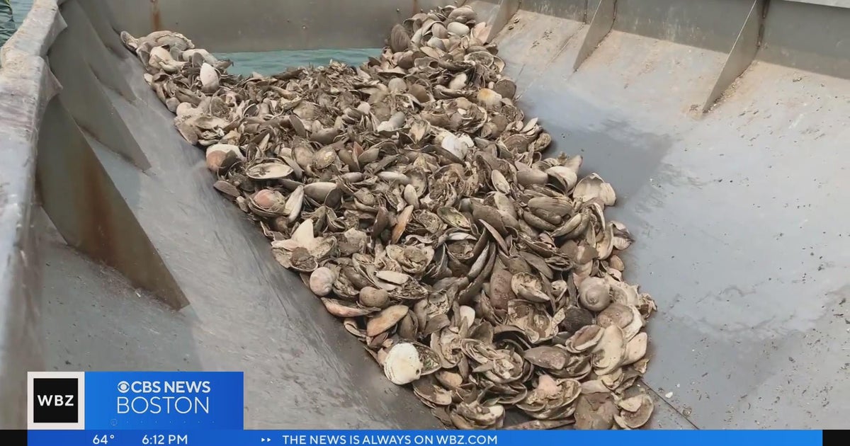 Eye on Earth: Recycling used oyster shells on Cape Cod - CBS Boston