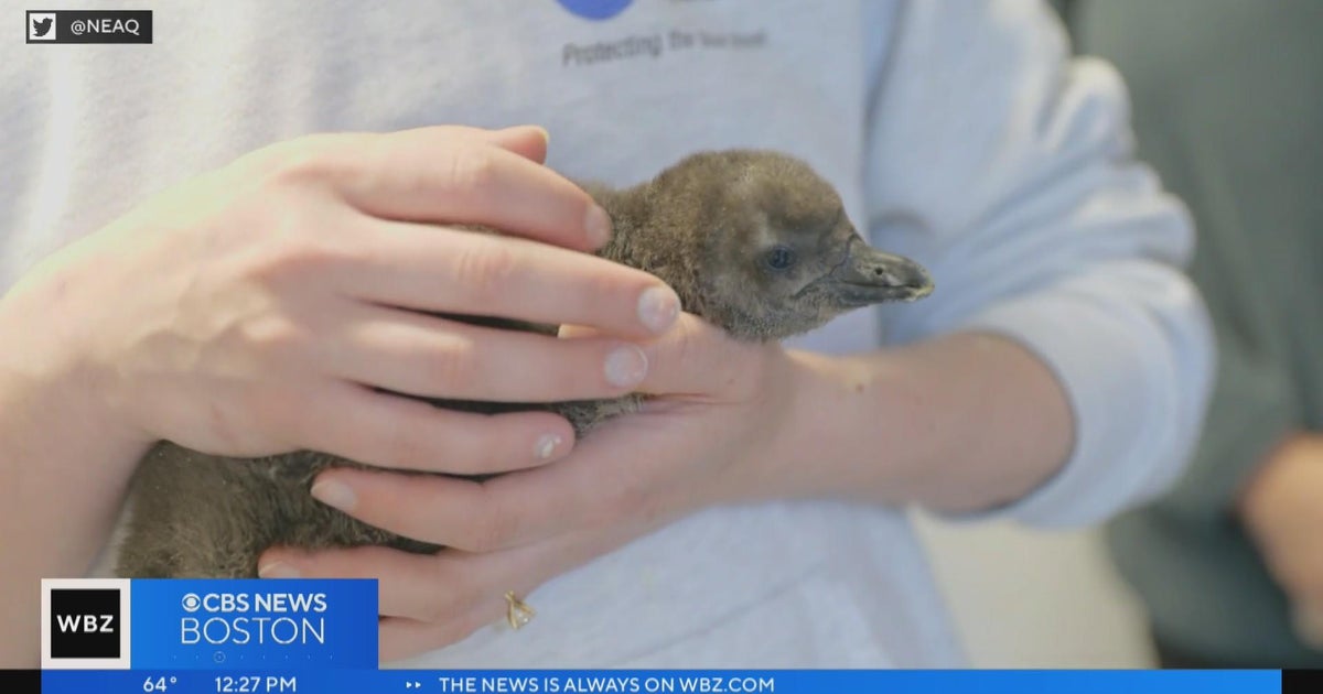 New England Aquarium debuts new African penguin chick - CBS Boston